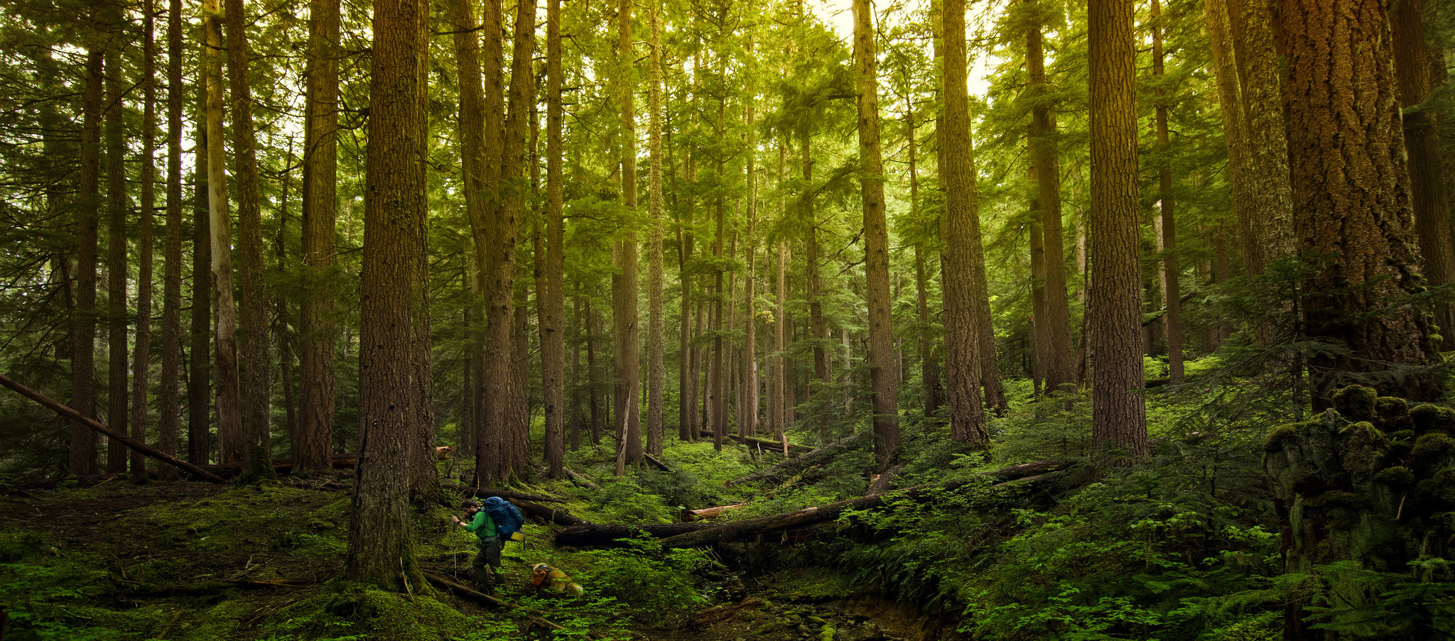 Spring Hiking: A Season for Building Strength — Washington Trails ...