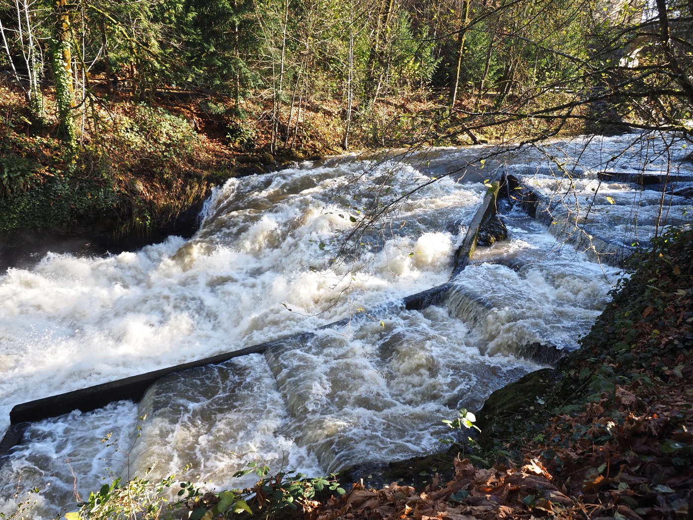 8 trails to view salmon this fall — Washington Trails Association