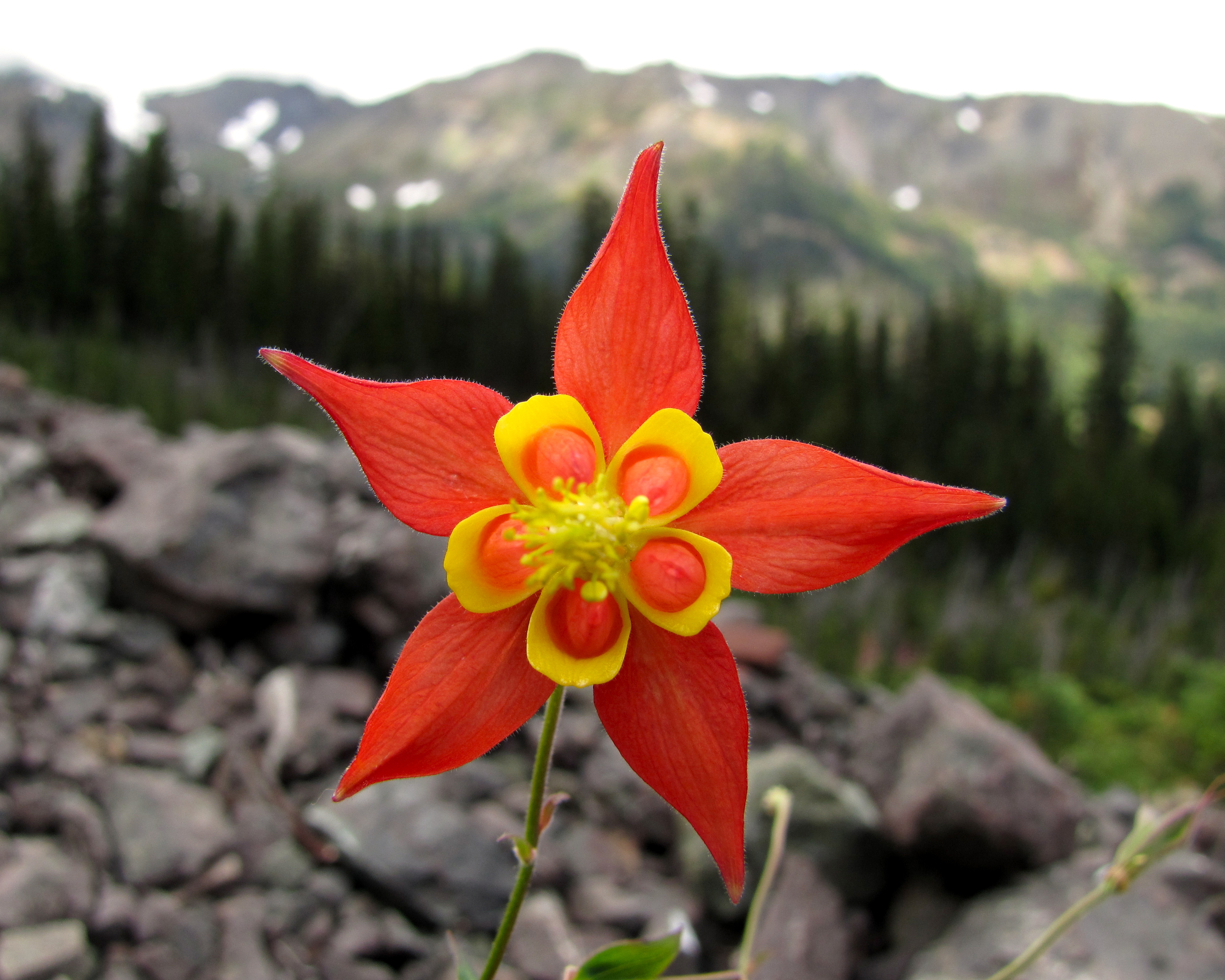 Hike the Rainbow: Get a Flower Show on a Trail Near You — Washington ...