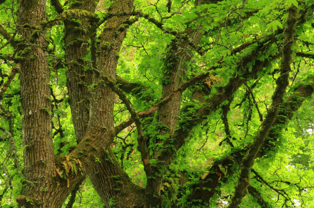 Spring Hikes Near You — Washington Trails Association