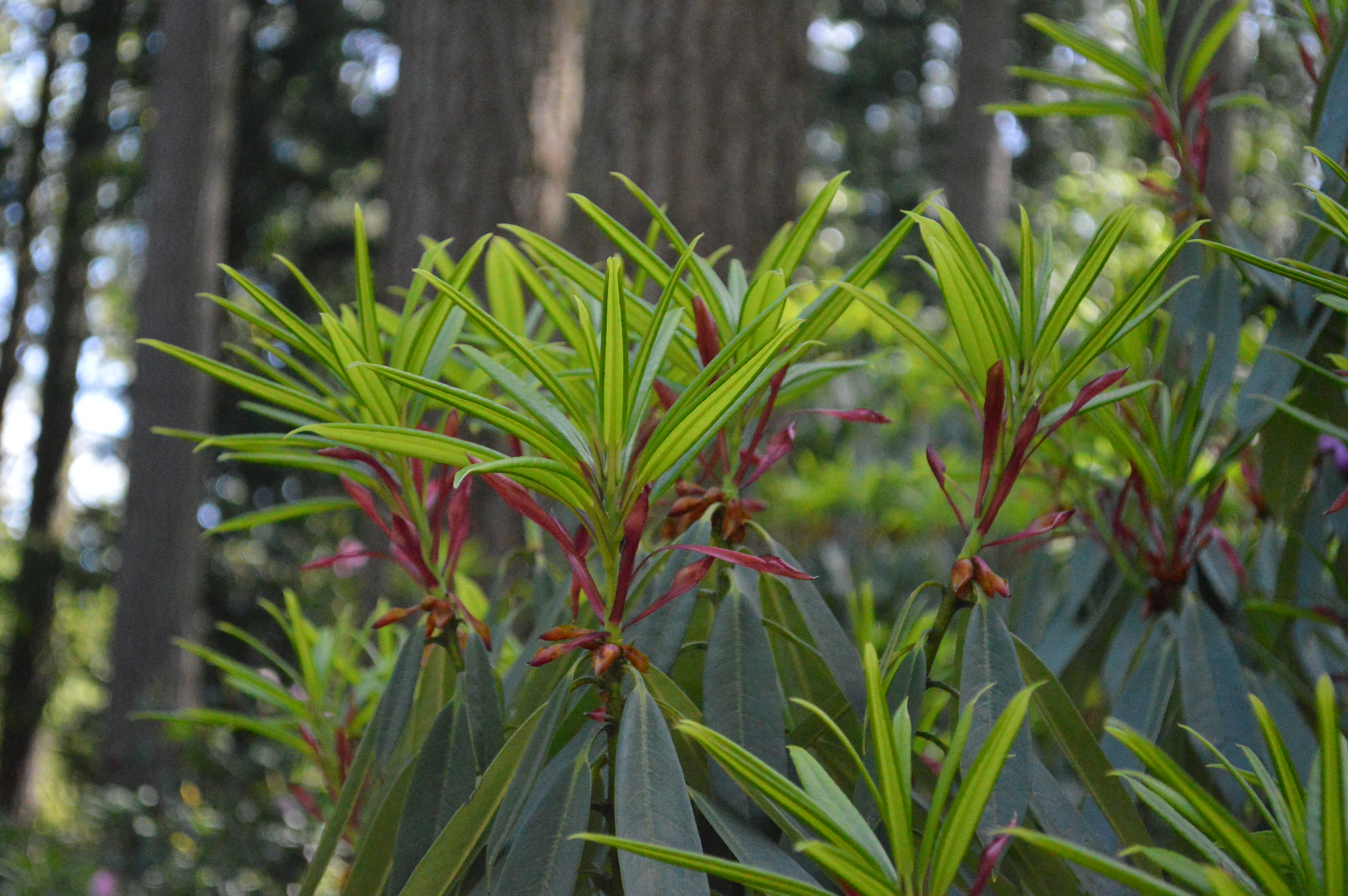 19 Gardens to Wander in this Winter — Washington Trails Association