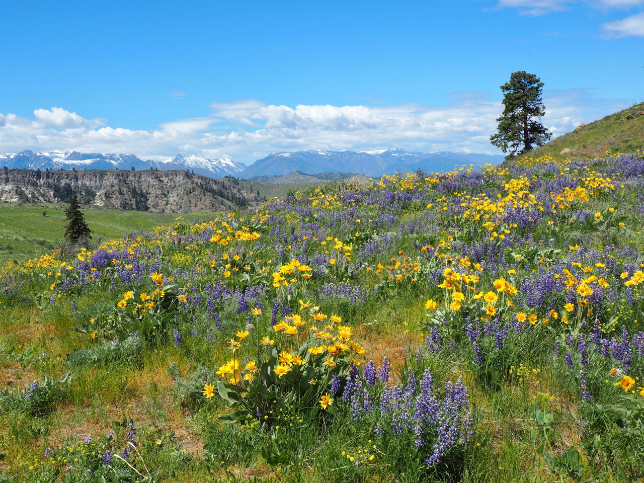 Hikes 30 Minutes from Wenatchee — Washington Trails Association