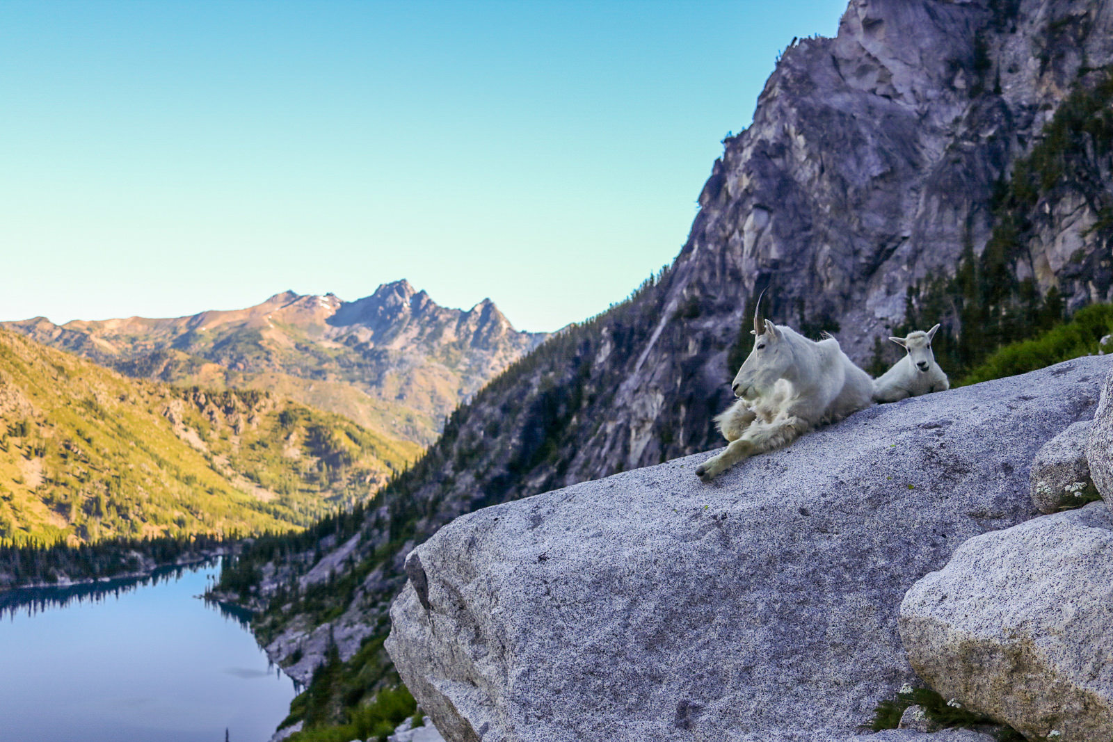 How to Hike in Mountain Goat Country — Washington Trails Association
