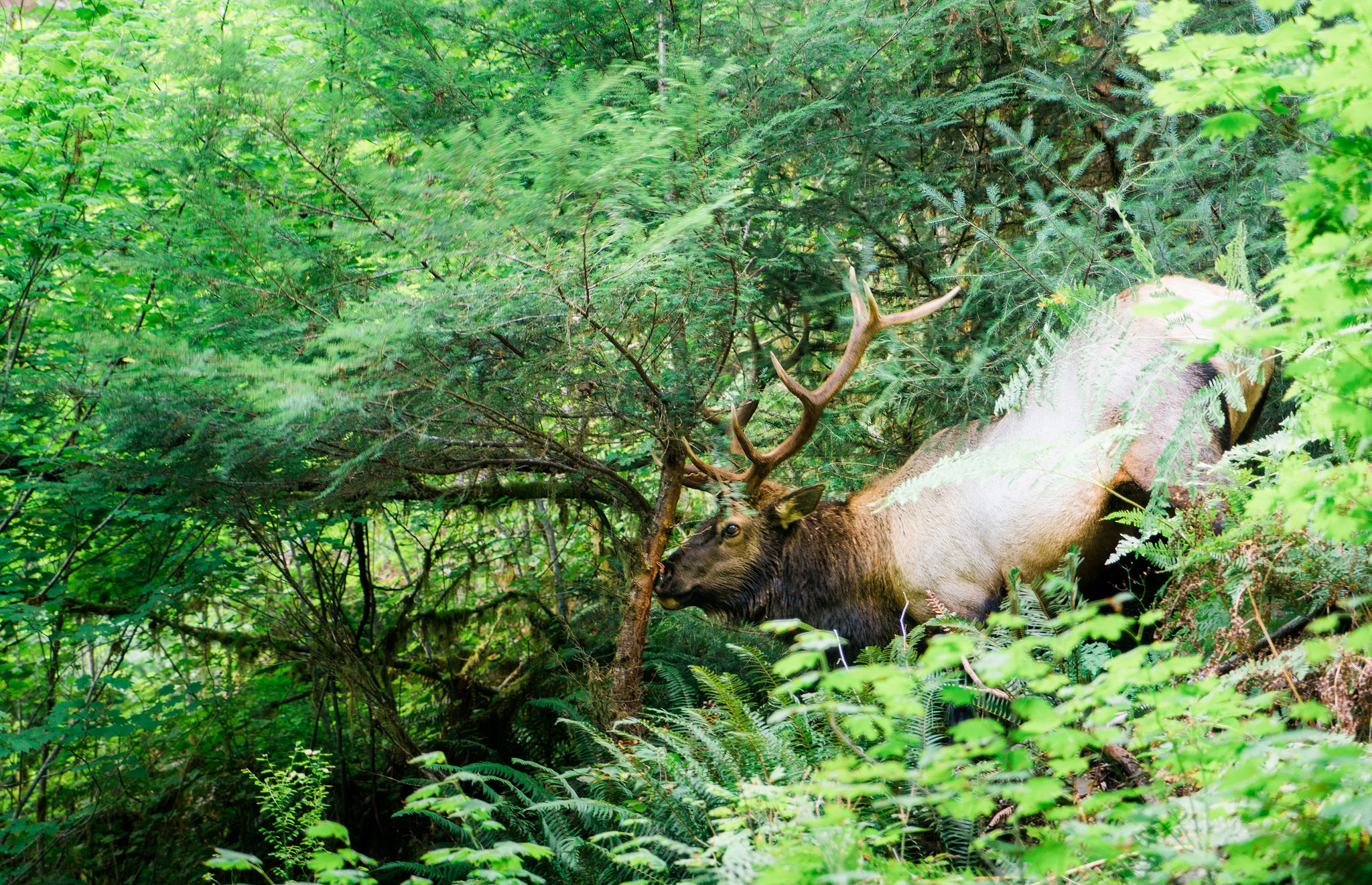 Nature on Trail: Elk — Washington Trails Association