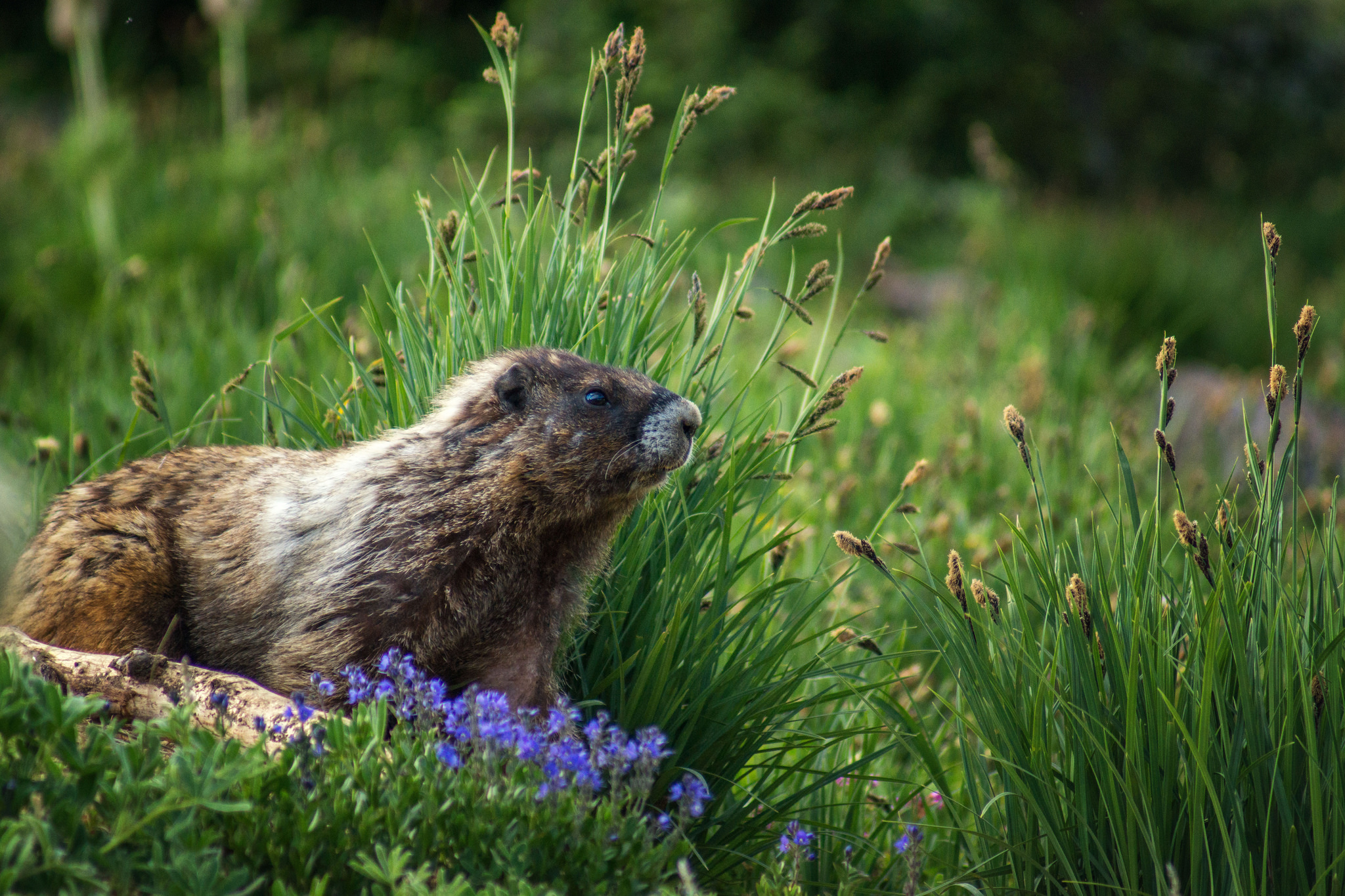 Nature On Trail: Marmots — Washington Trails Association