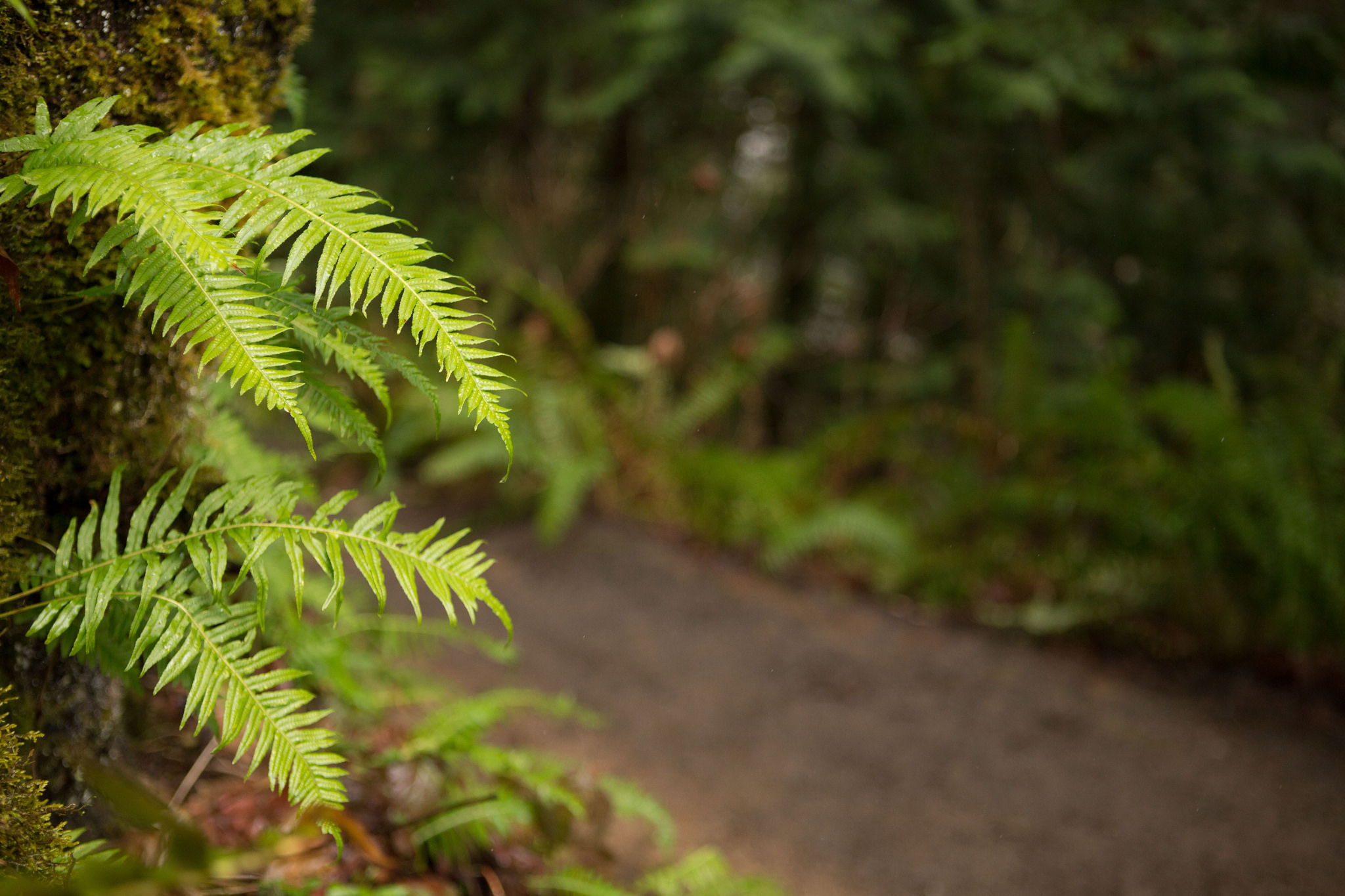 Nature on Trail: Ferns — Washington Trails Association