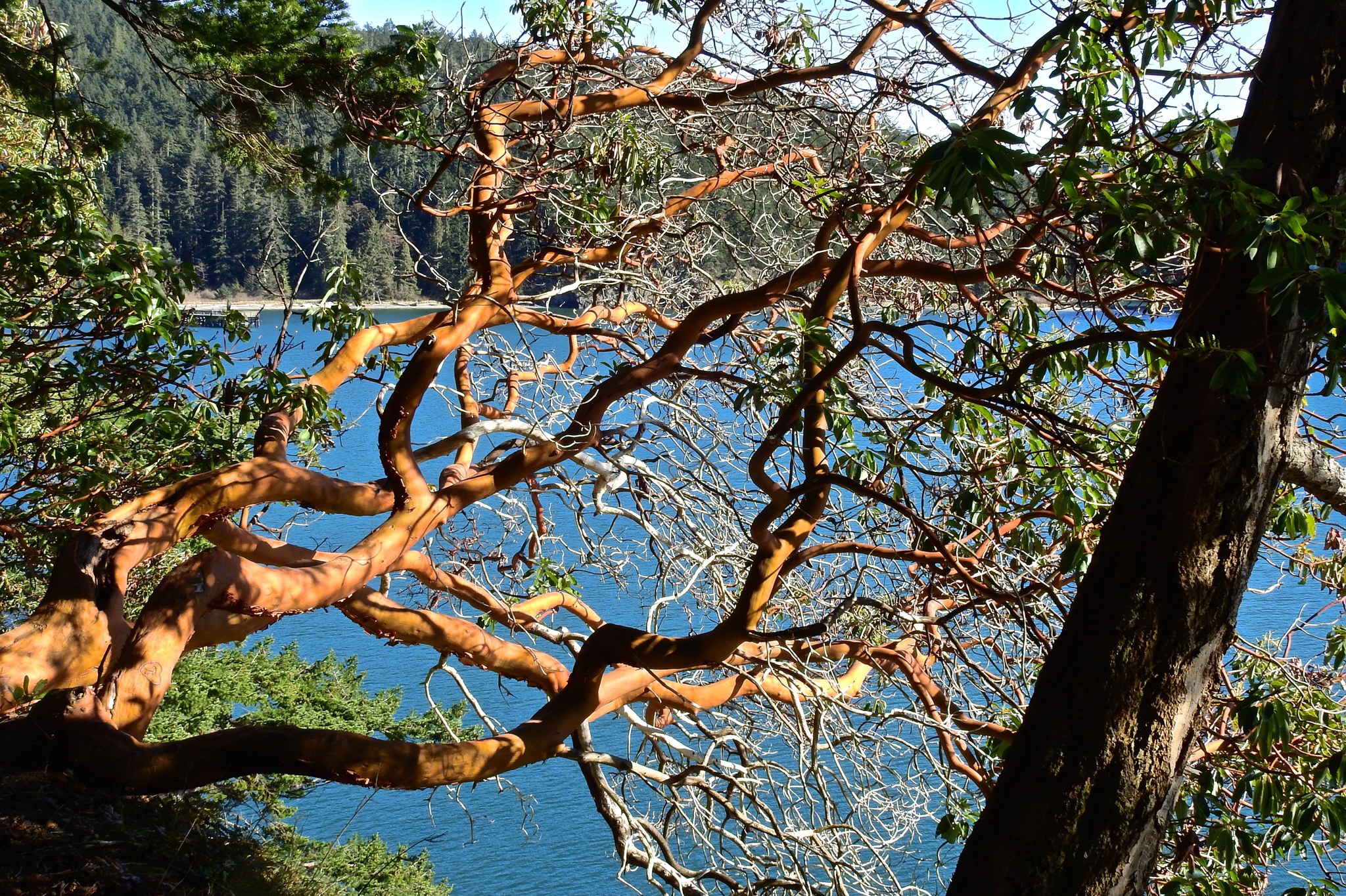 Nature on Trail: Madronas — Washington Trails Association