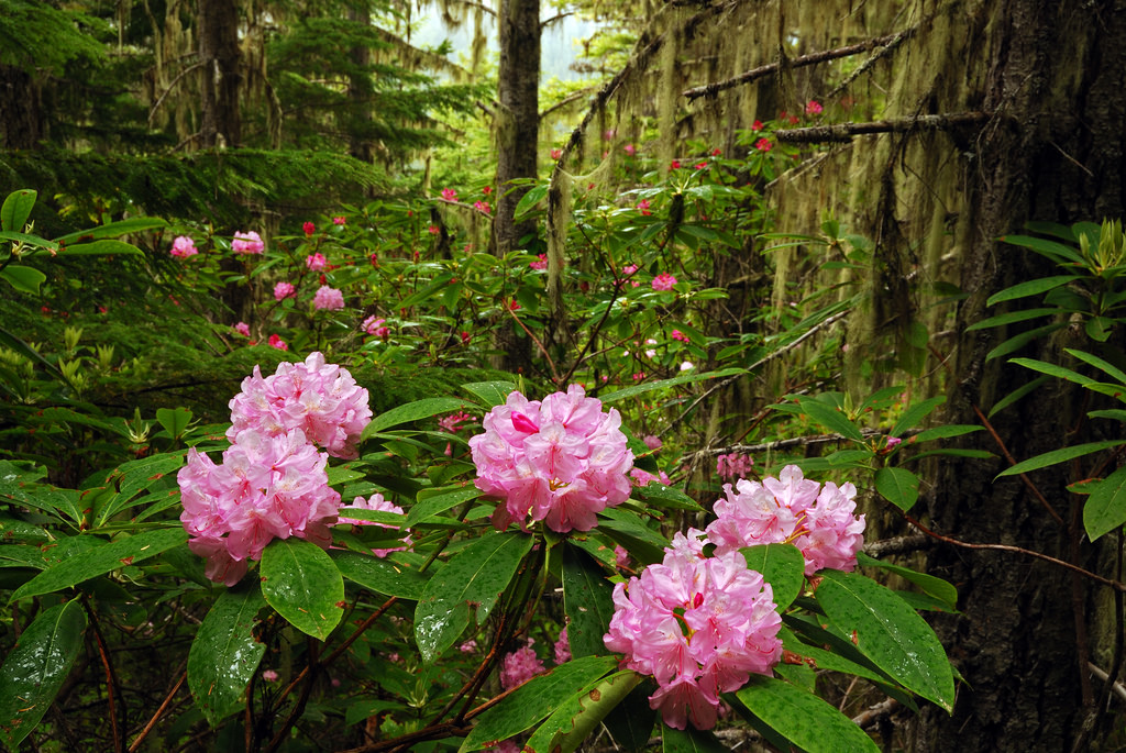 Nature on Trail: Pacific Rhododendron — Washington Trails Association