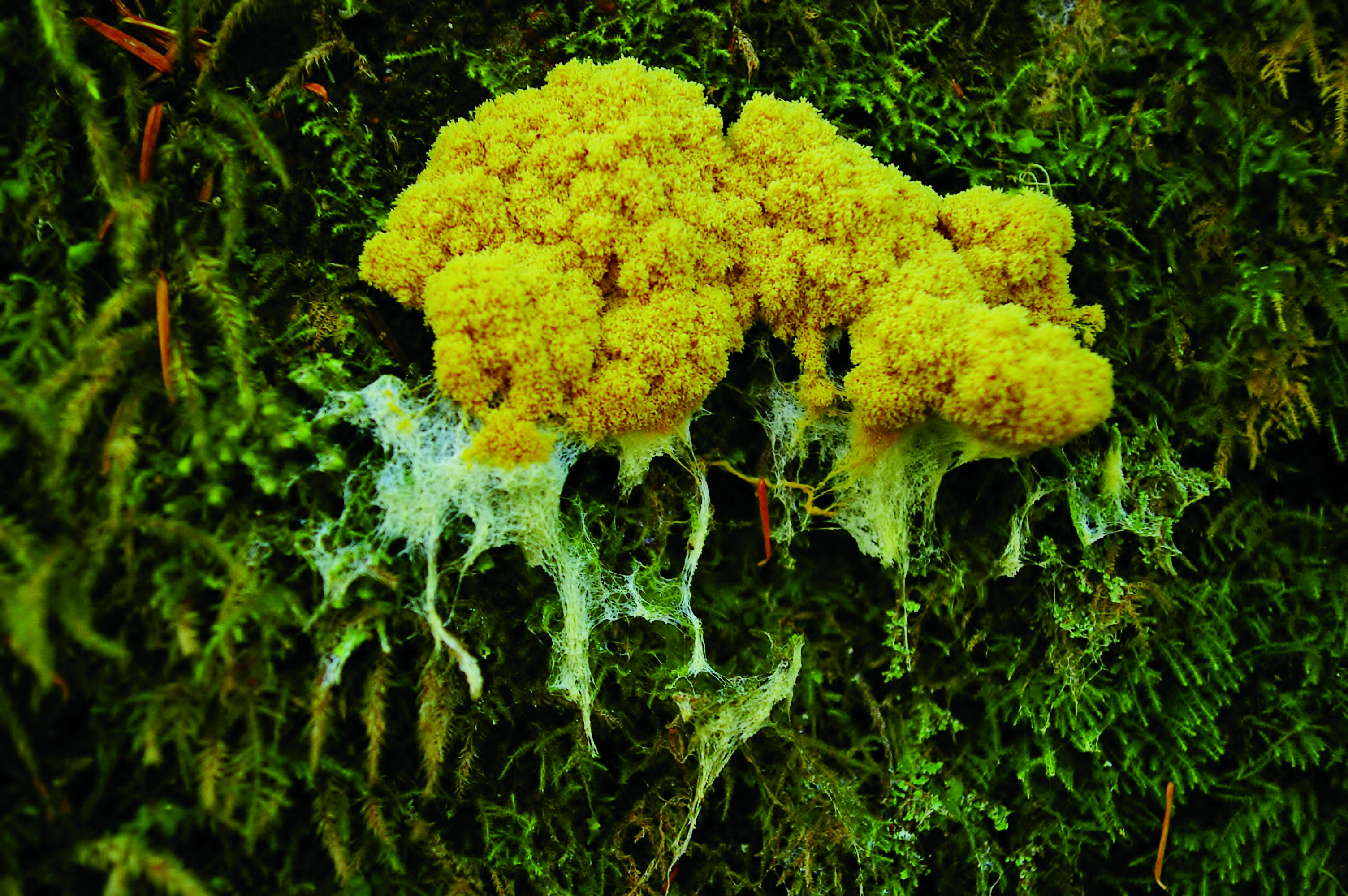 The Story Behind Slime Mold — Washington Trails Association