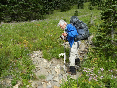 5 Ways Hikers Can Help Stop the Spread of Invasive Plants — Washington ...