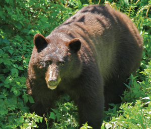 Bear in the Backyard — Washington Trails Association
