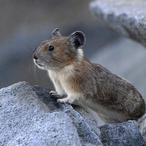 Citizen Science: Help Study Pikas, Marmots, Invasive Plant Species ...