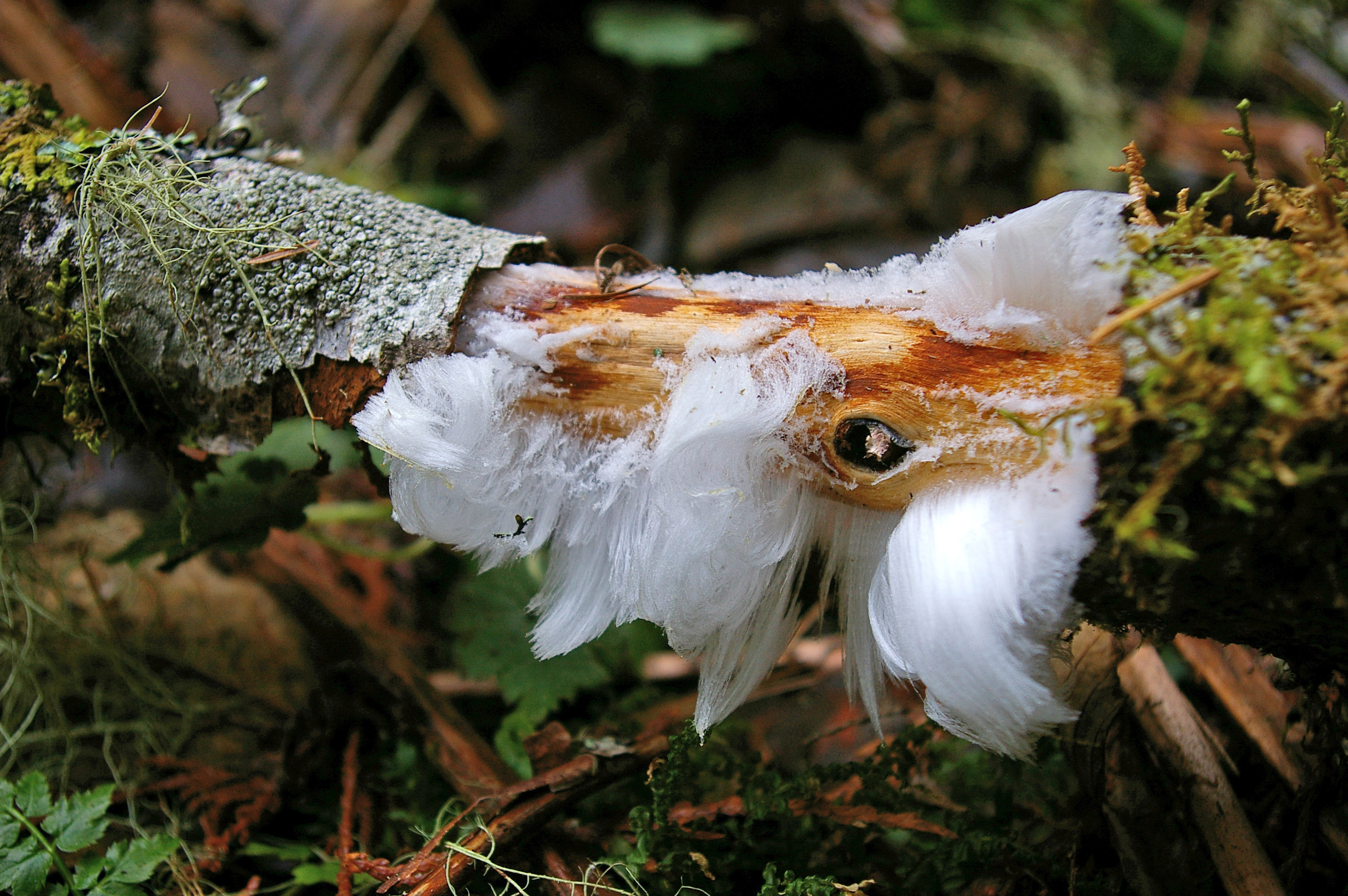 Hair Ice: Even Cooler Than You Thought — Washington Trails Association