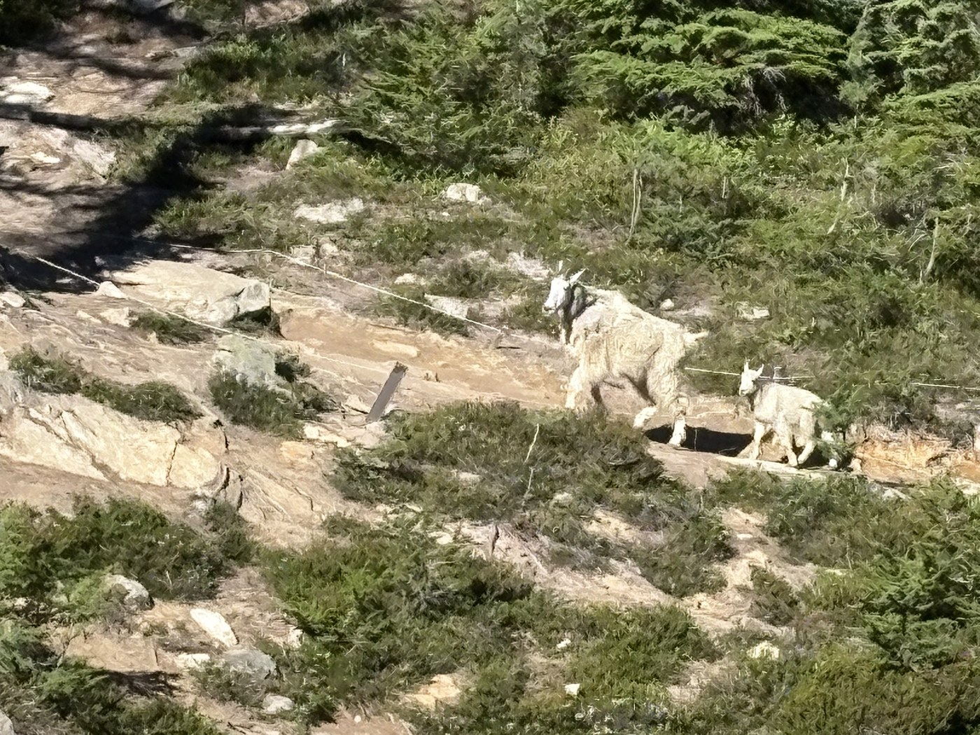 Hiker Headlines: Fires close Mount Ellinor-area trails, baby goats ...