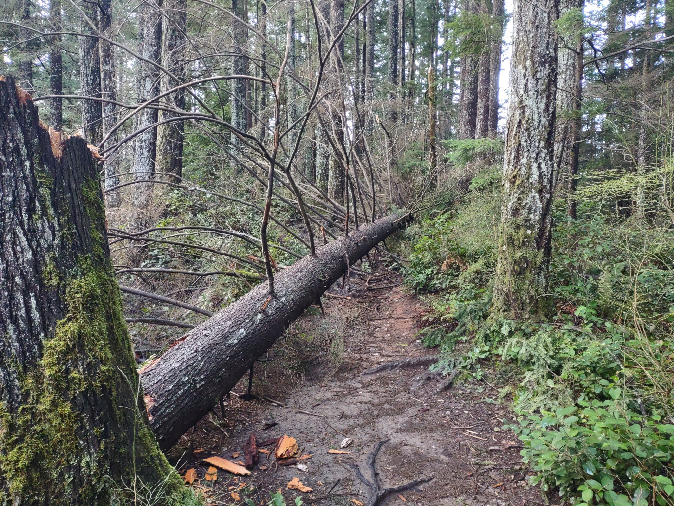 Hiker Headlines: Wind damage, North Cascades permits, WTA's op-ed on ...