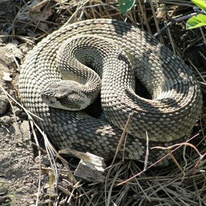 How to Hike in Rattlesnake Country — Washington Trails Association