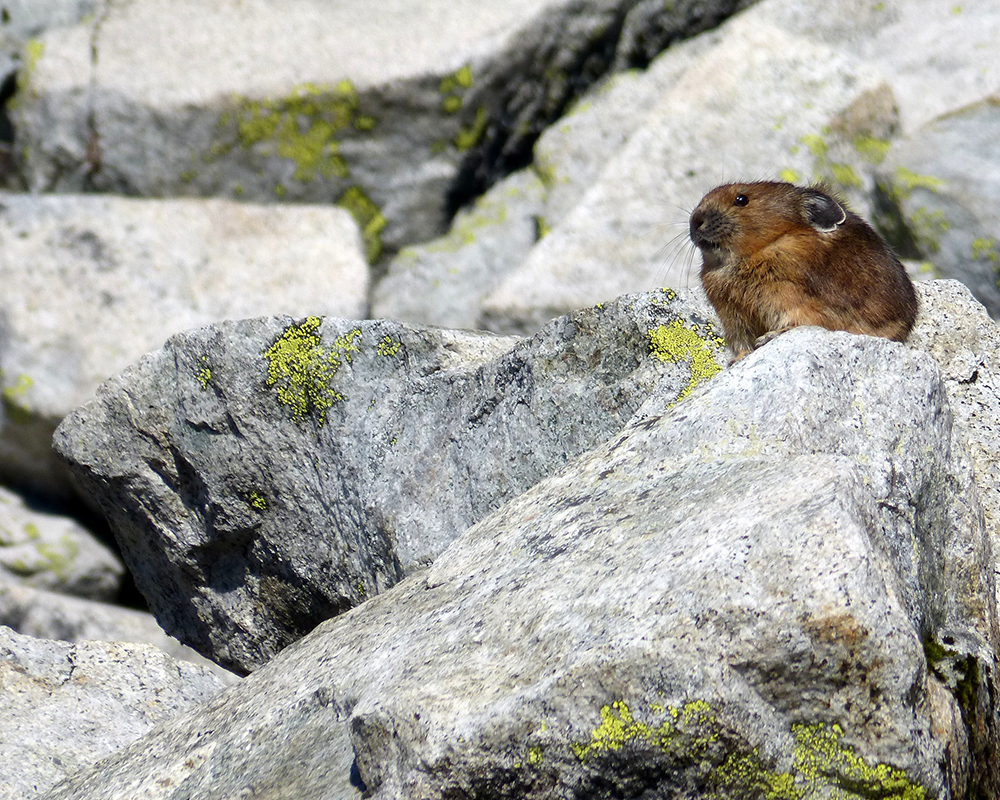 10 Things WTA is Thankful For — Washington Trails Association