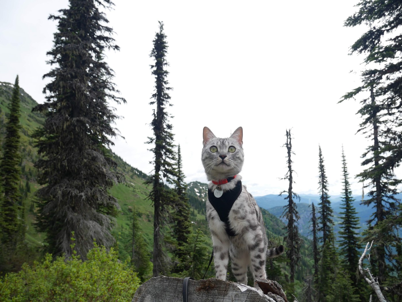 Meet Our Favorite Hiking Cat Trip Reporters — Washington Trails Association