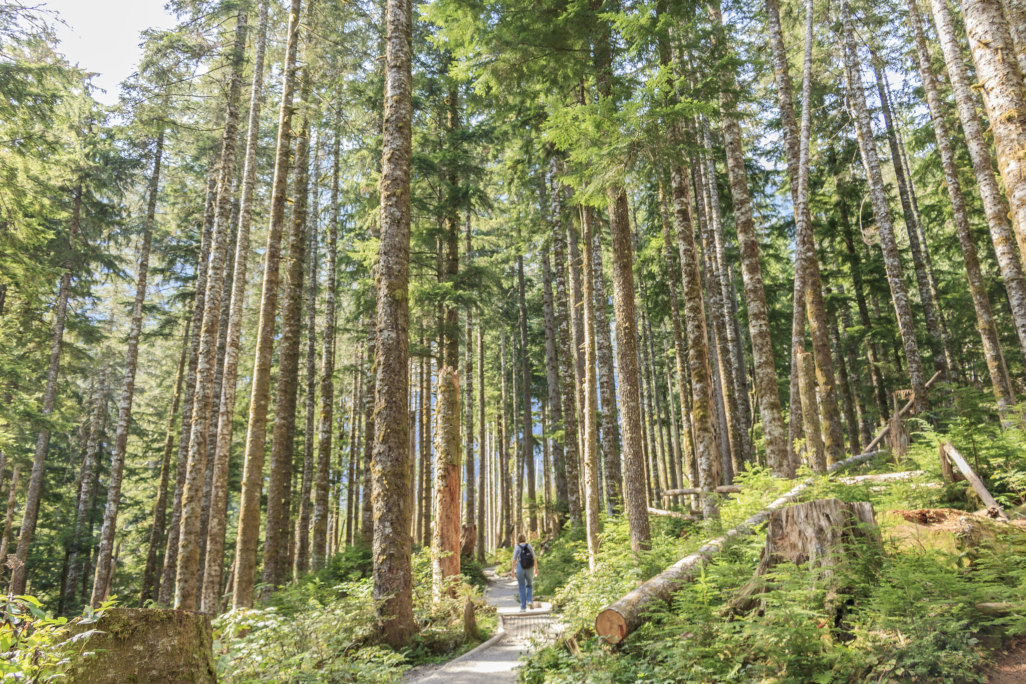 Tell Us About It: What Do You Think of the Mountain Loop Highway ...