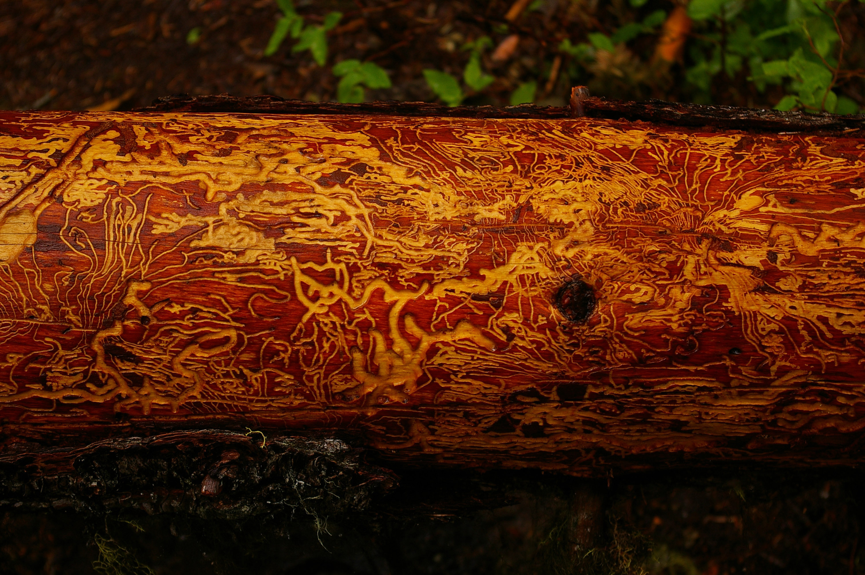 The Truth Behind Bug Trails — Washington Trails Association