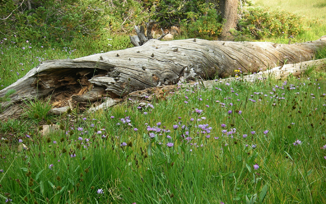 Why Do Trees Grow in Spirals? — Washington Trails Association
