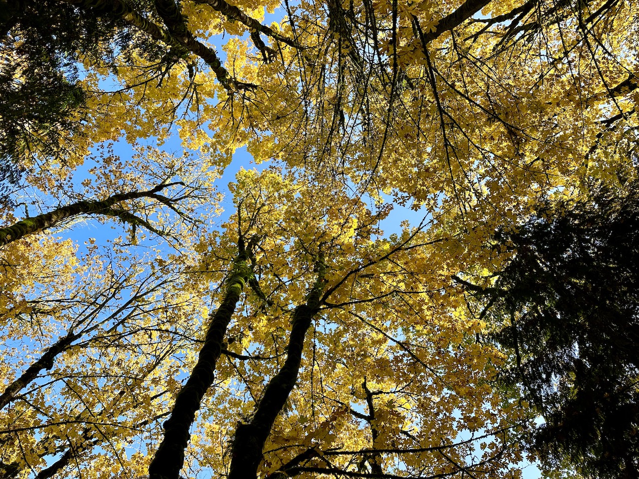 Big Tree Ridge — Washington Trails Association