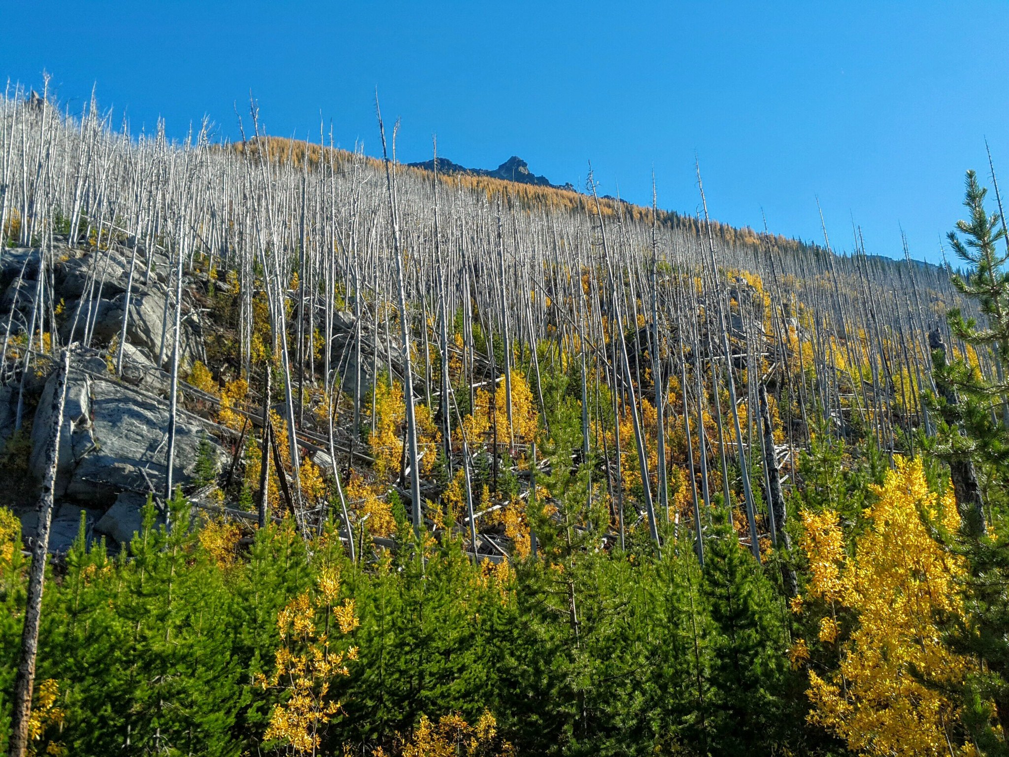 Cannon Mountain — Washington Trails Association