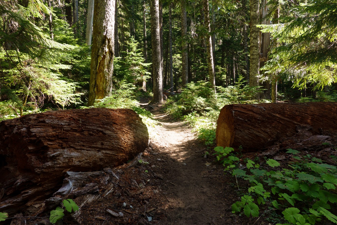 Cowlitz Trail — Washington Trails Association