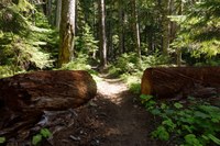 Cowlitz Trail — Washington Trails Association