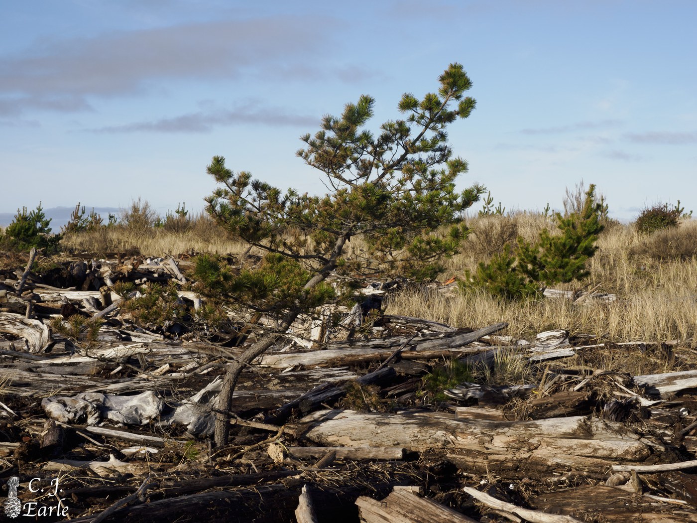 Damon Point — Washington Trails Association