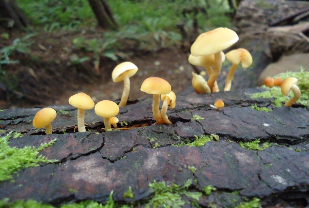 Capitol State Forest - Rock Candy Mountain — Washington Trails Association