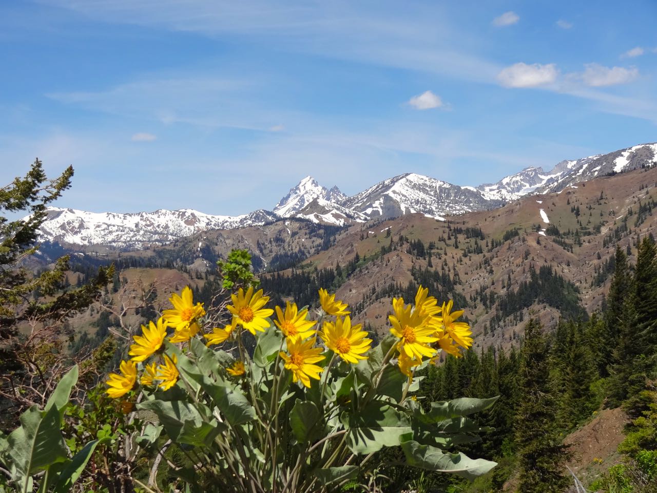 Iron Bear - Teanaway Ridge — Washington Trails Association