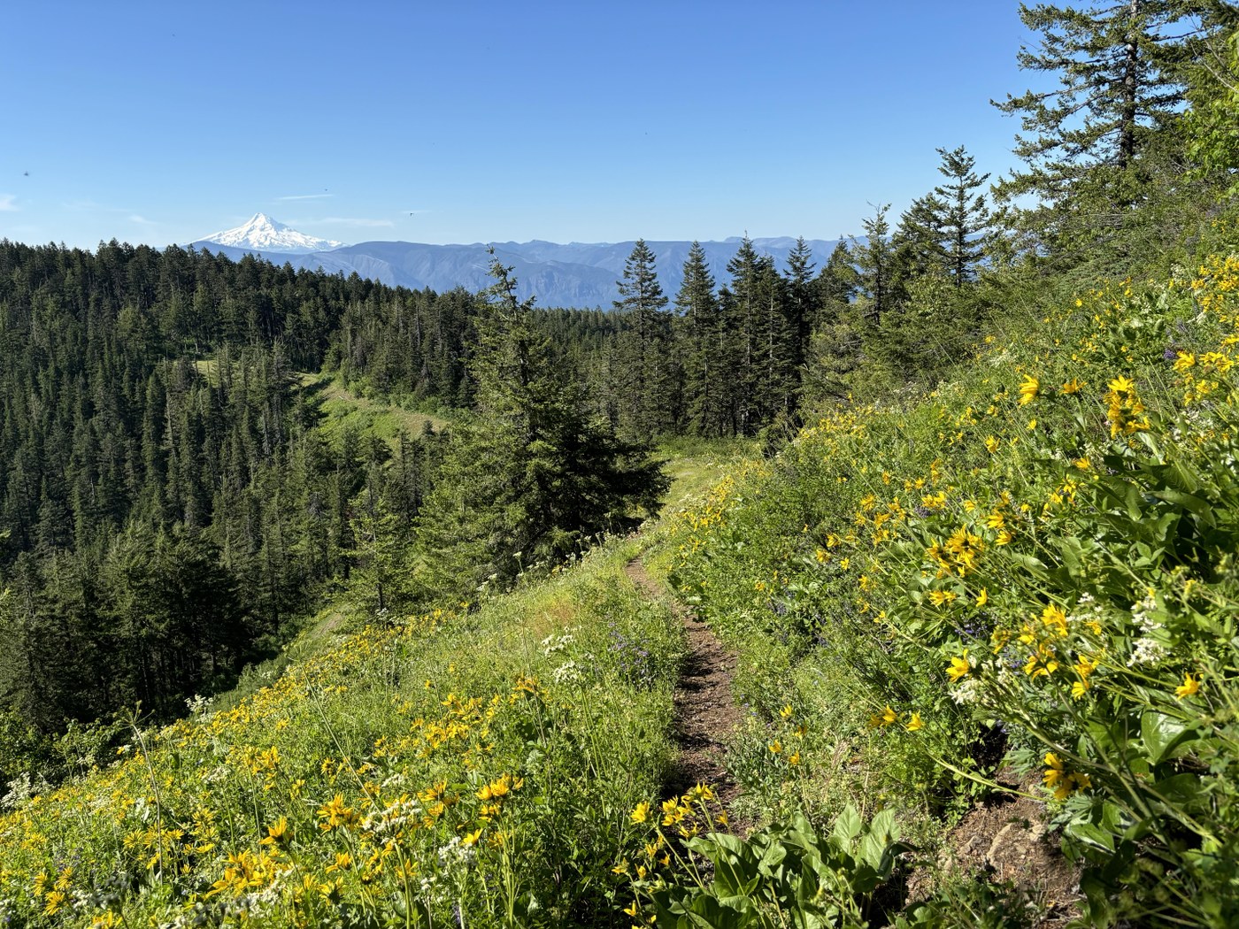 Grassy Knoll — Washington Trails Association