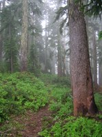 Gee Point — Washington Trails Association