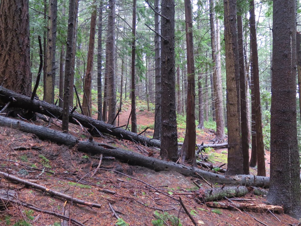 Hamlin Park — Washington Trails Association