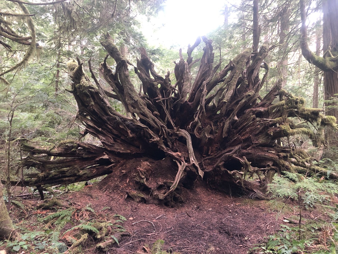 Heart O' the Forest — Washington Trails Association