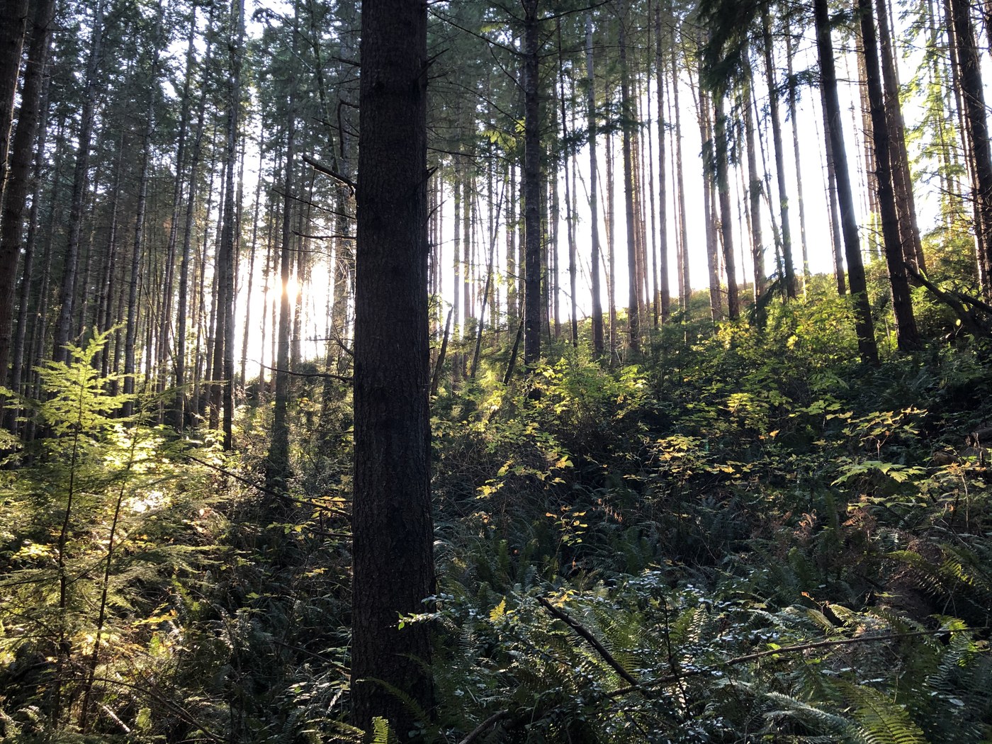 Port Gamble Forest - Forbidden Forest Trail Loop — Washington Trails ...