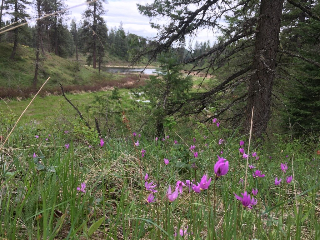 Little Spokane Wildlife Area: Rustler's Gulch - Holly Road Loop ...