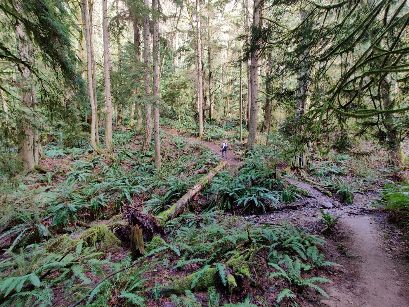 Margaret's Way and Debbie's View — Washington Trails Association