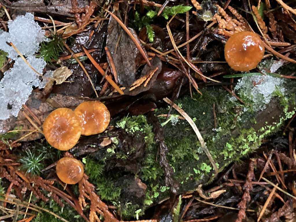 Hauser Lake Conservation Area — Washington Trails Association