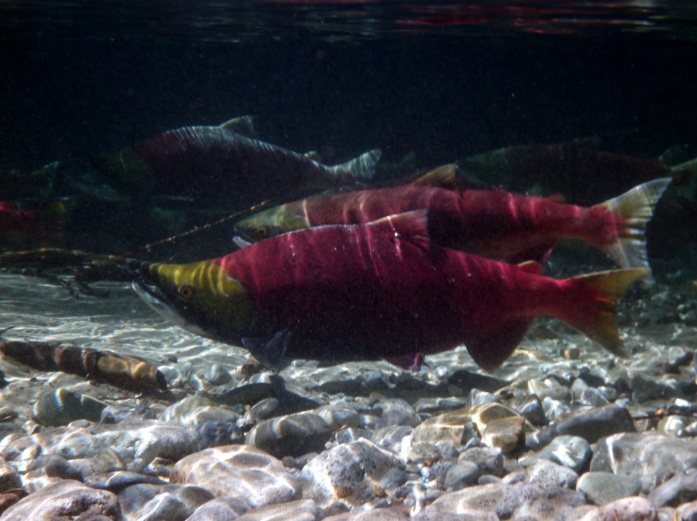 Chilliwack River — Washington Trails Association