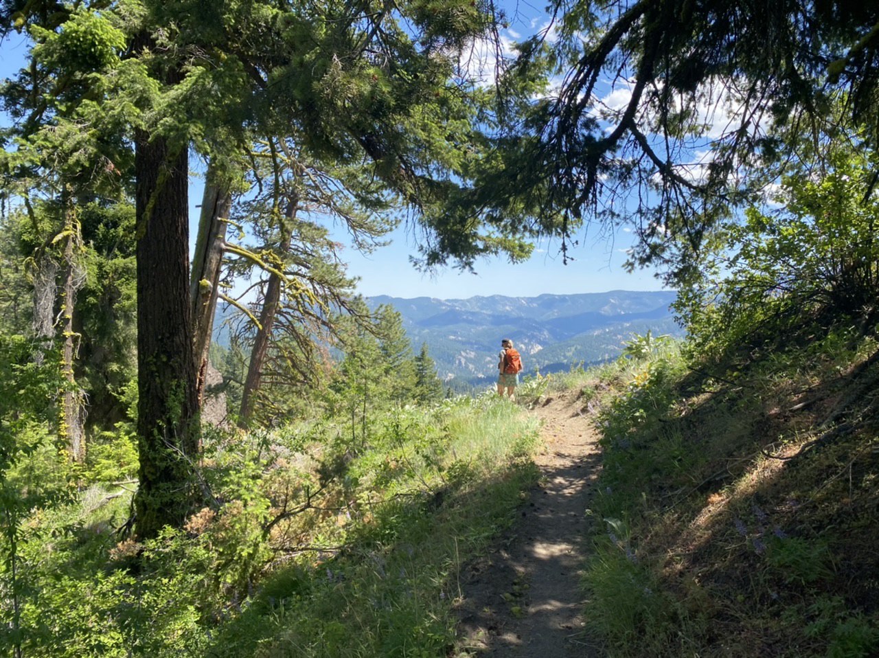 Red Hill — Washington Trails Association