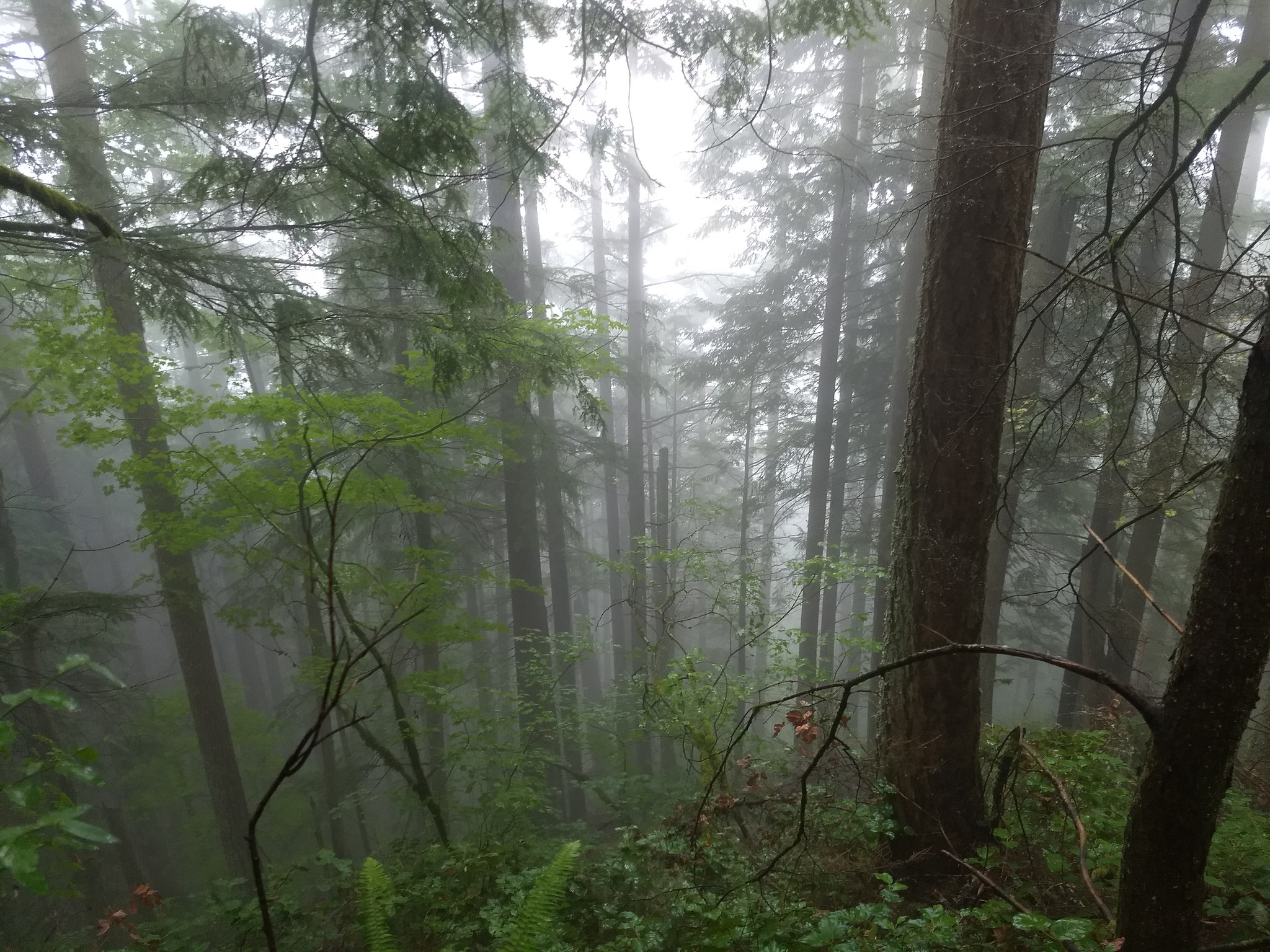 Squak Mountain Traverse — Washington Trails Association