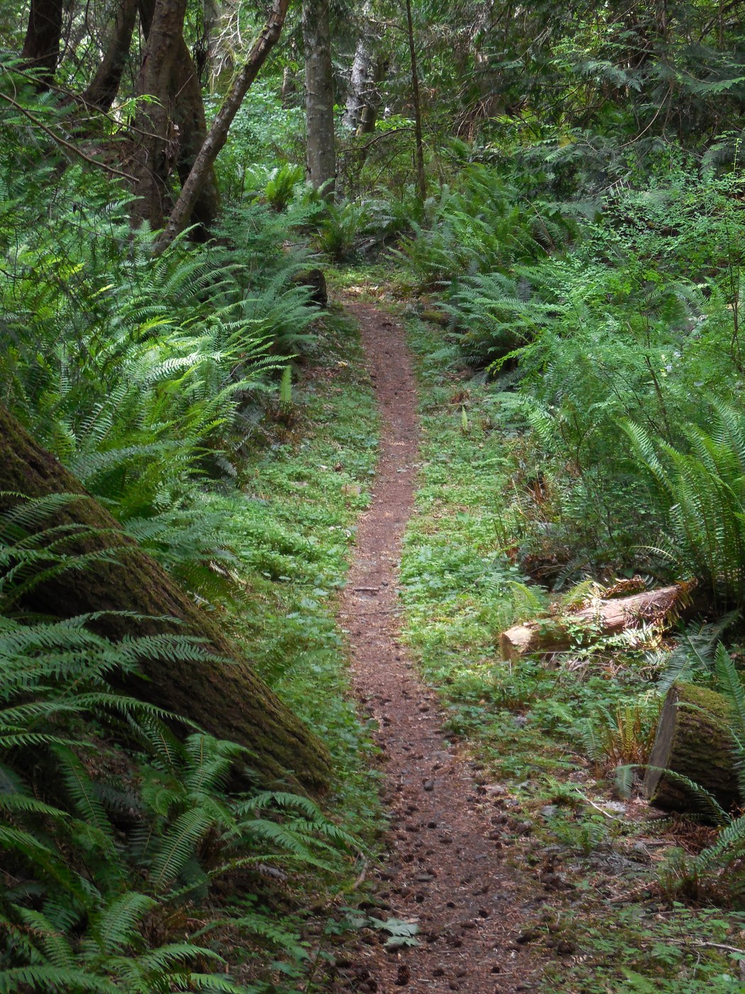 Anacortes Community Forest Lands - Eastern Fringe Forest Loop ...