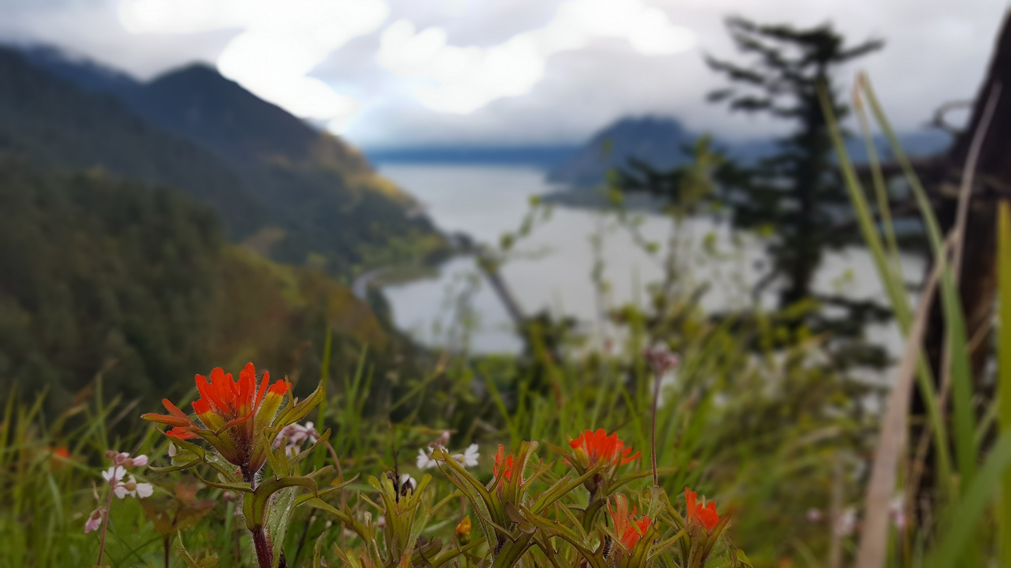 Mount Defiance (Oregon) — Washington Trails Association