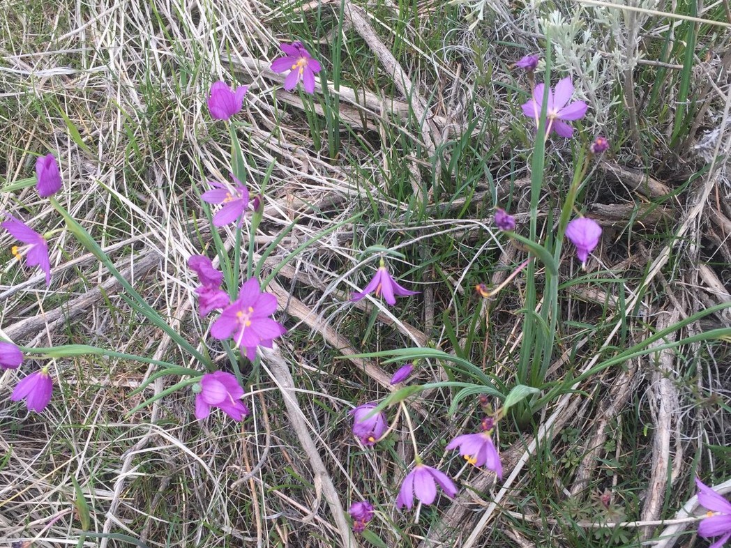Manastash Ridge - Prater Trail — Washington Trails Association