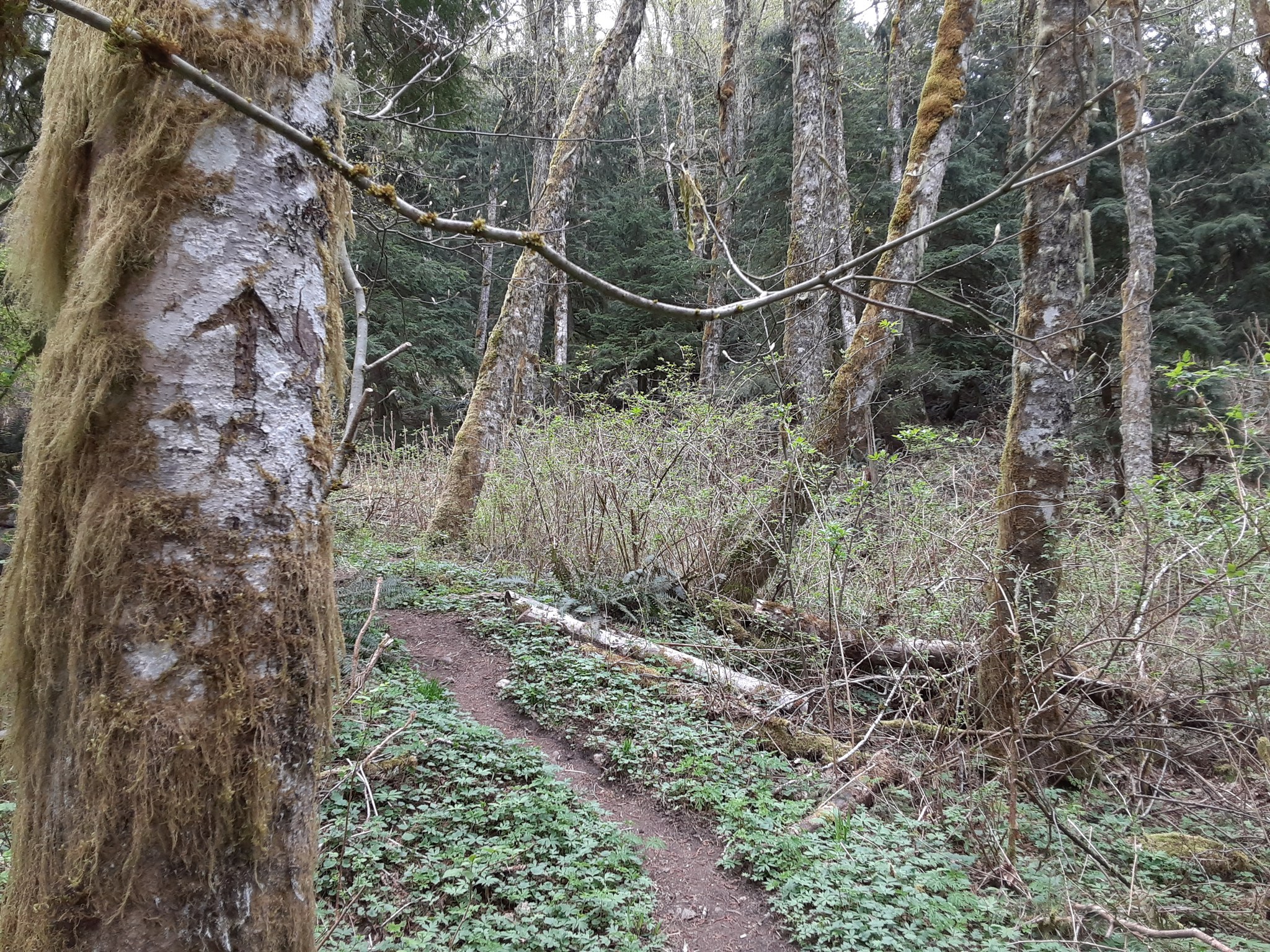 Seattle View Trail — Washington Trails Association