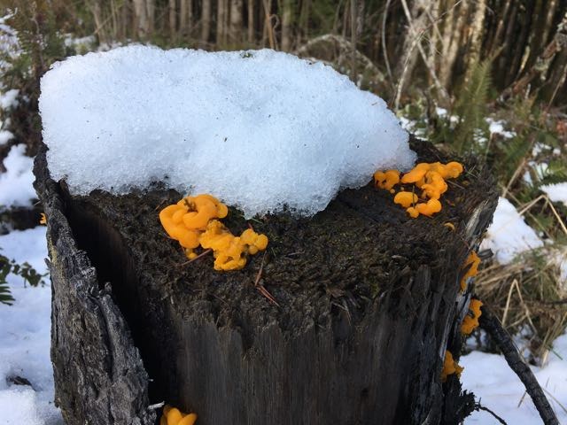 Toutle River Sediment Retention Structure Trail — Washington Trails ...