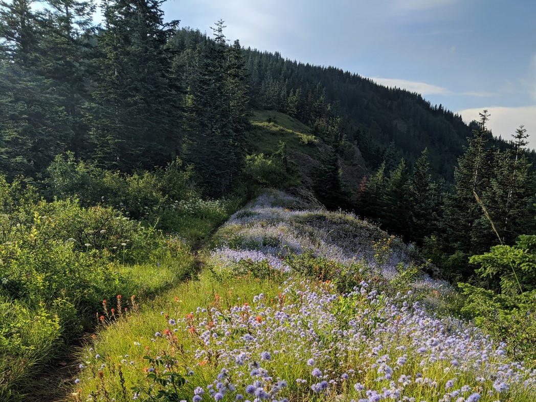 Pacific Crest Trail (PCT) - Bridge of the Gods to Road 23 — Washington ...