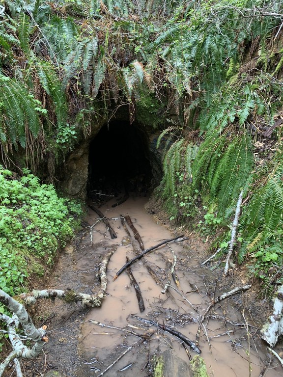 Green Mountain - Tin Mine Trail — Washington Trails Association